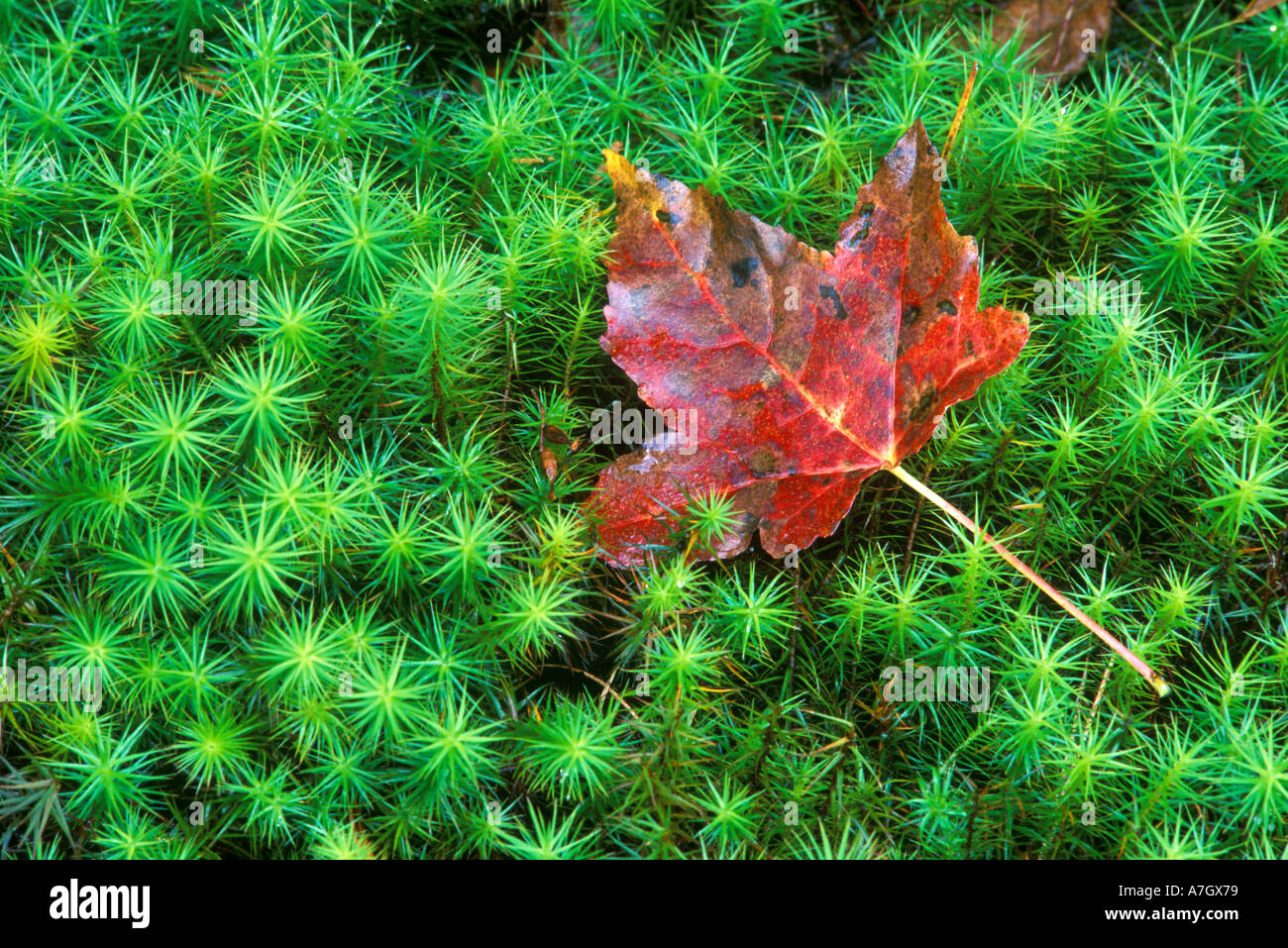 Sugar Maple Leaf on Moss, Lookout Mt., GA, USA Stock Photo - Alamy