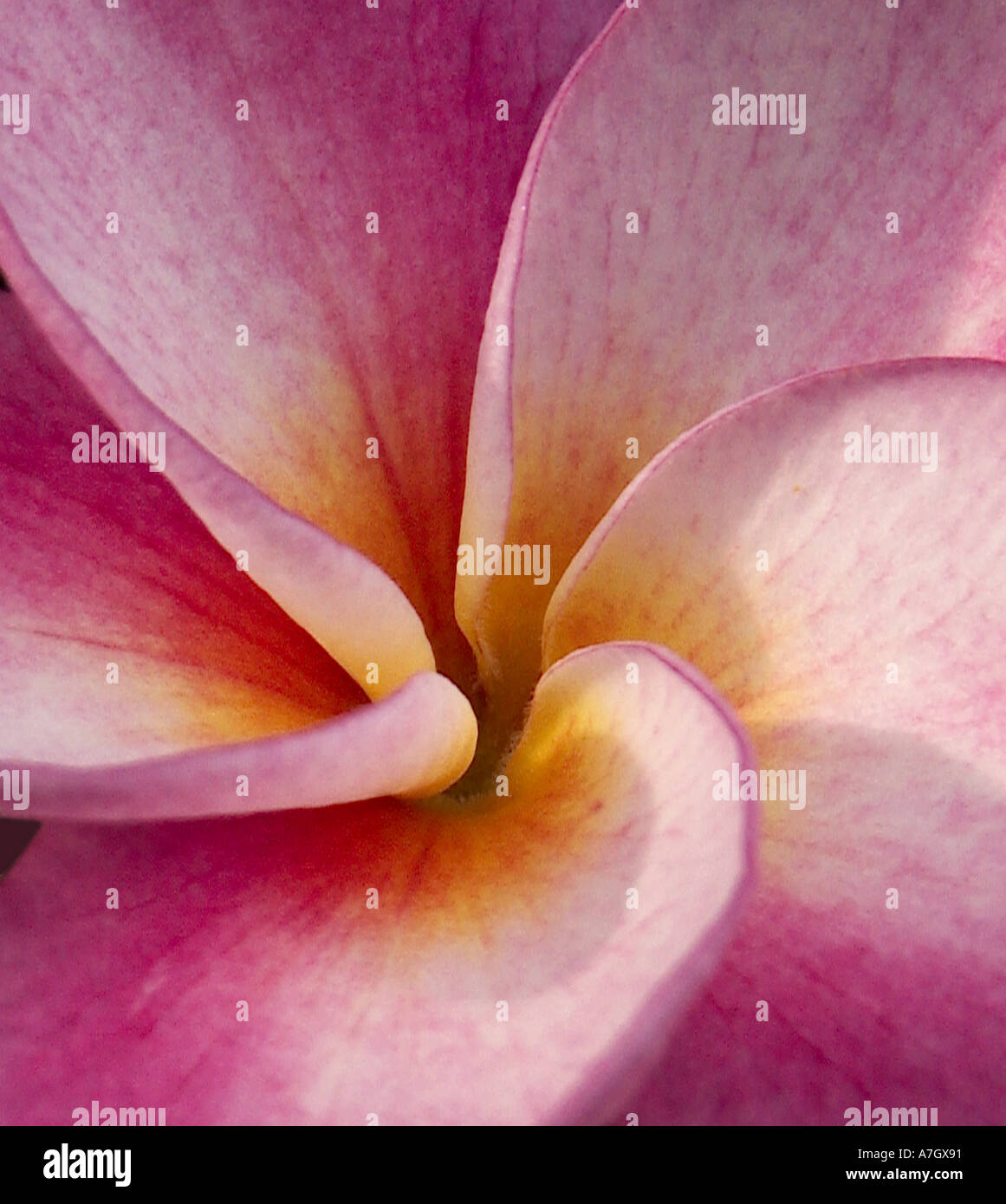 Detail of a plumeria flower at Molokai Plumerias, Kaunakakai, Molokai ...