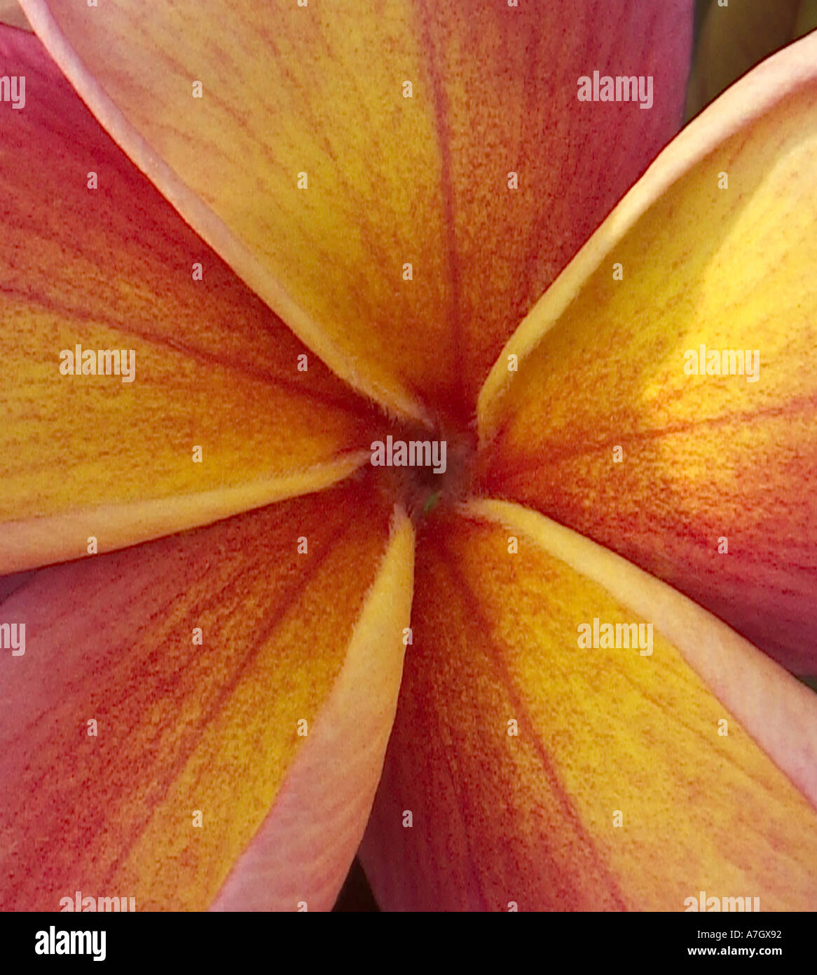 Detail of a orange plumeria flower at Molokai Plumerias, Kaunakakai ...