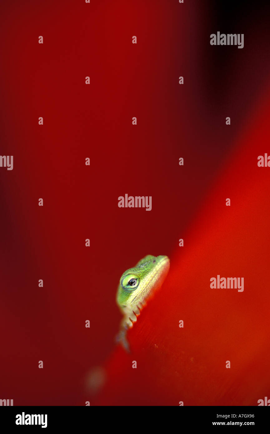 Maui gecko hi-res stock photography and images - Alamy