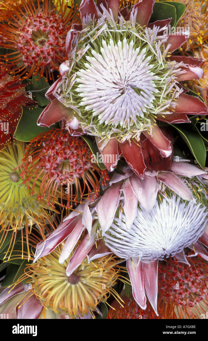 Protea flower maui hawaii hi-res stock photography and images - Alamy