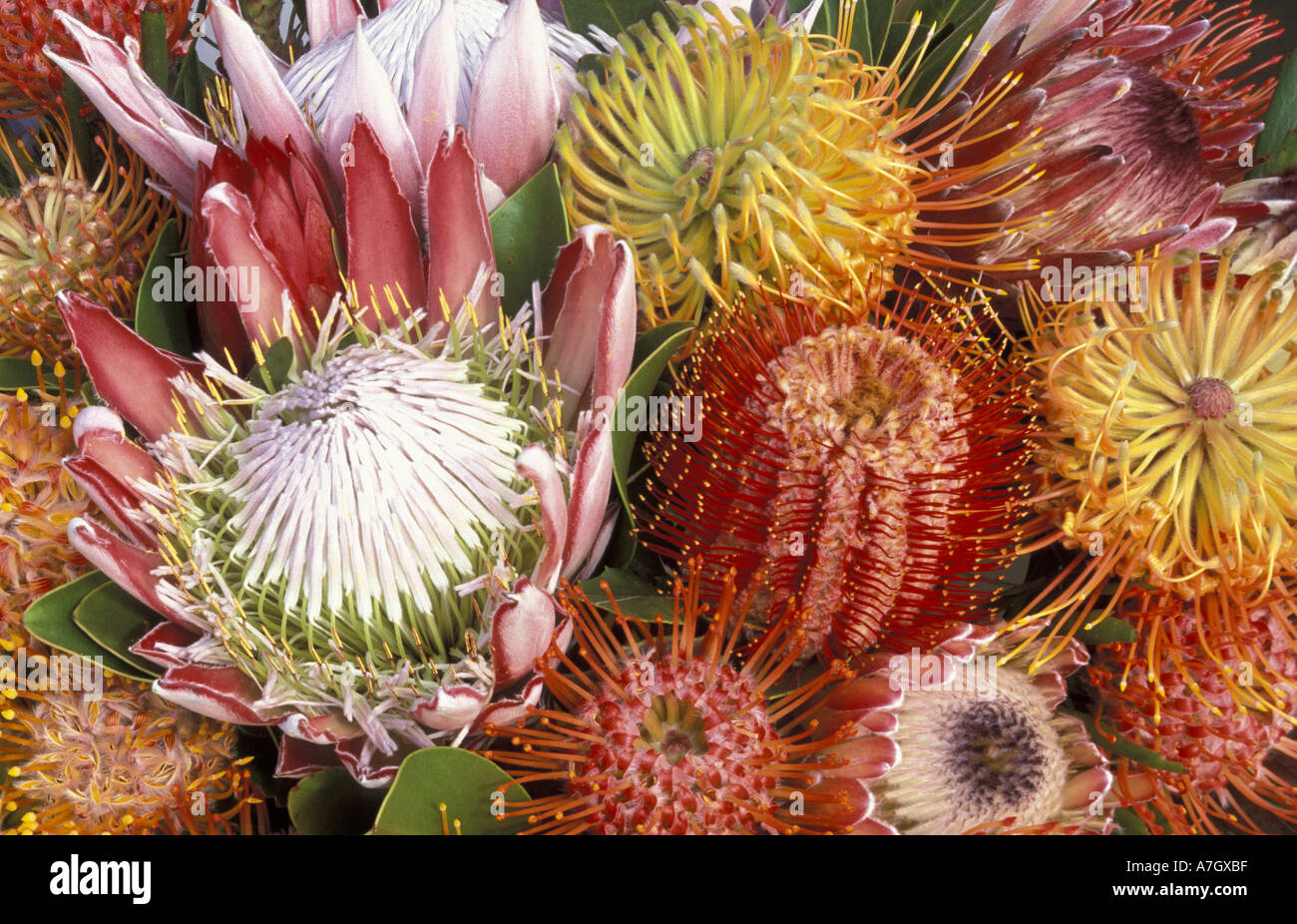 Protia plant hi-res stock photography and images - Alamy