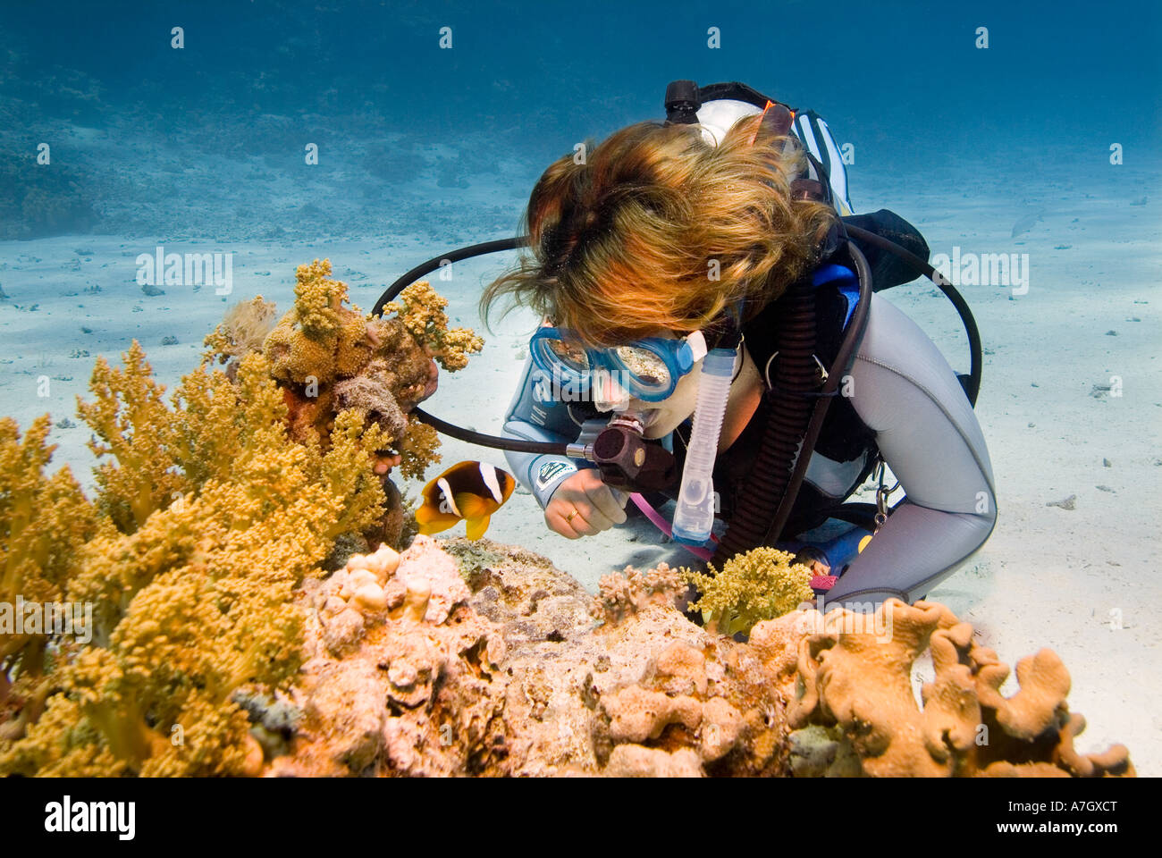 scuba diver with clown fish in the Red Sea Stock Photo - Alamy