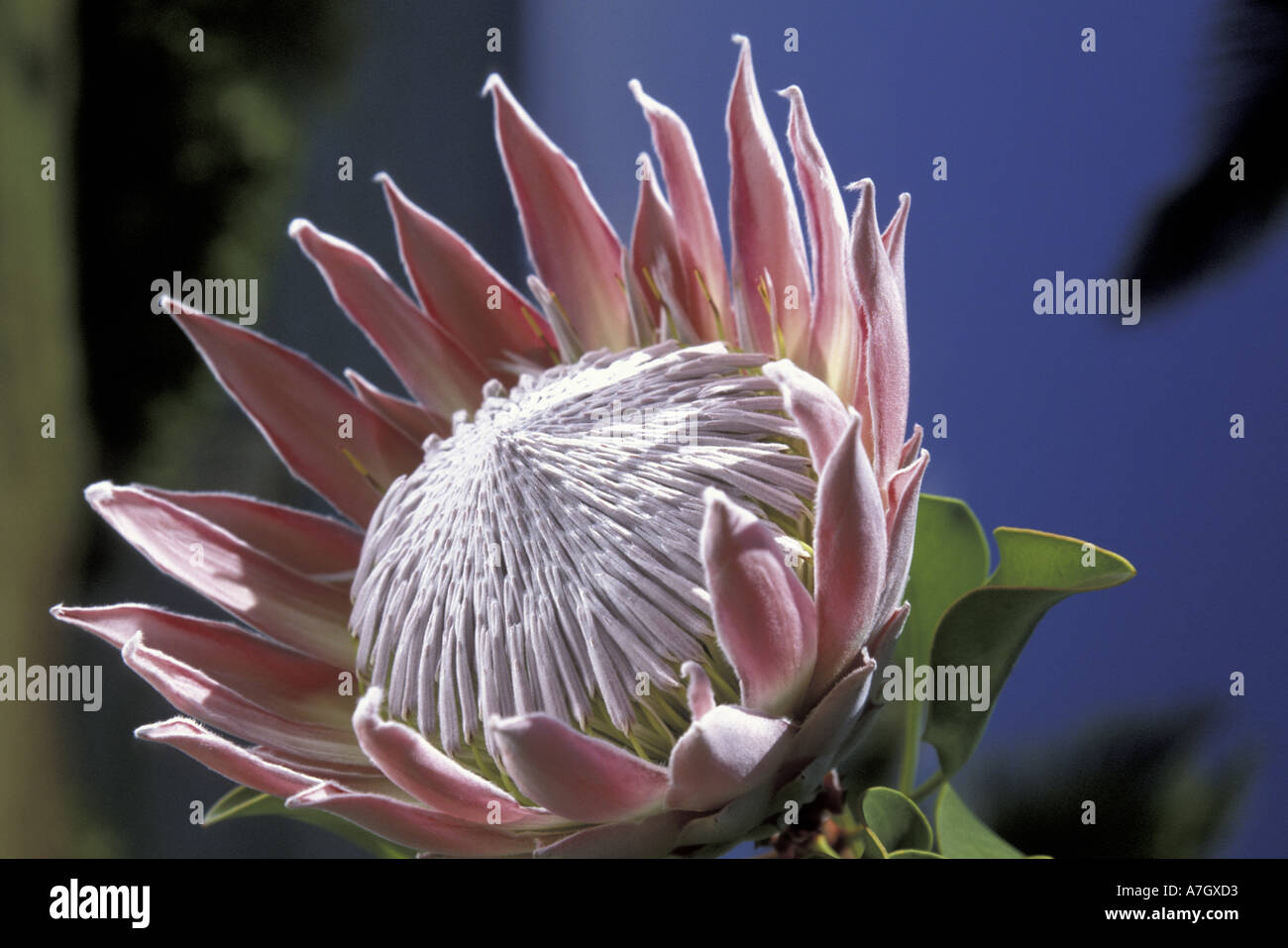 Hawaiian protea hi-res stock photography and images - Alamy