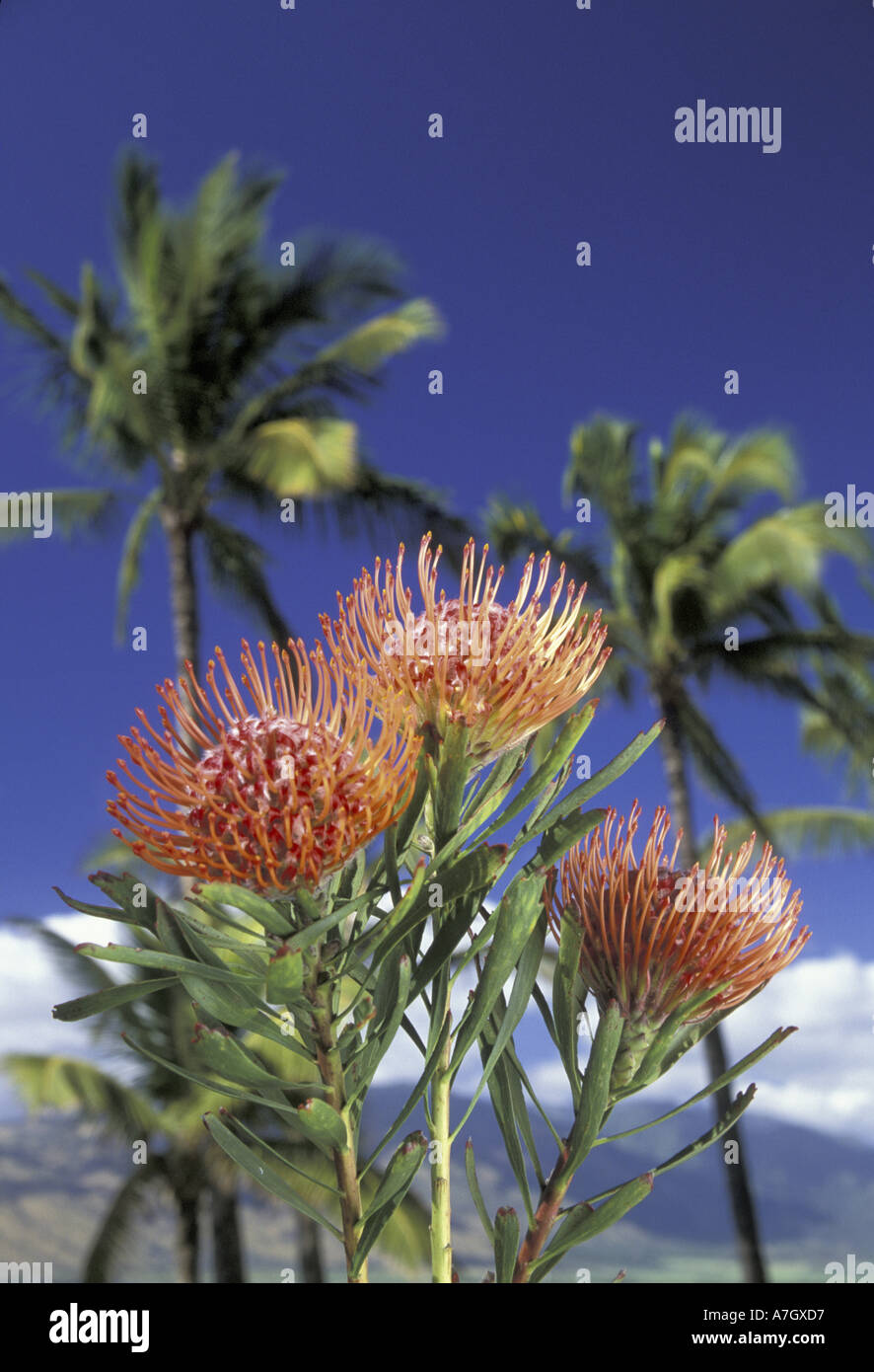 Hawaiian protea hi-res stock photography and images - Alamy