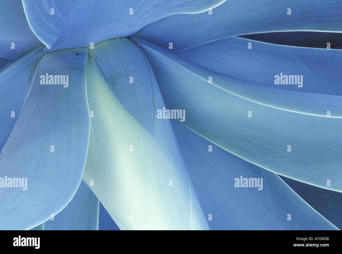 USA, Hawaii, Maui, Agave in high country of Maui Stock Photo - Alamy