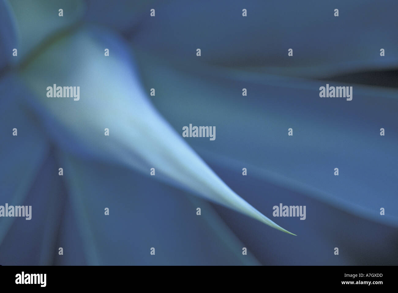 USA, Hawaii, Maui, Agave in high country of Maui Stock Photo - Alamy