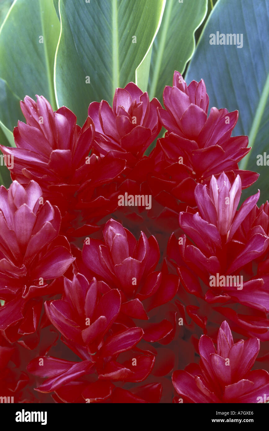 USA, Hawaii, Maui, Red ginger (Alpinia purpurata Stock Photo - Alamy