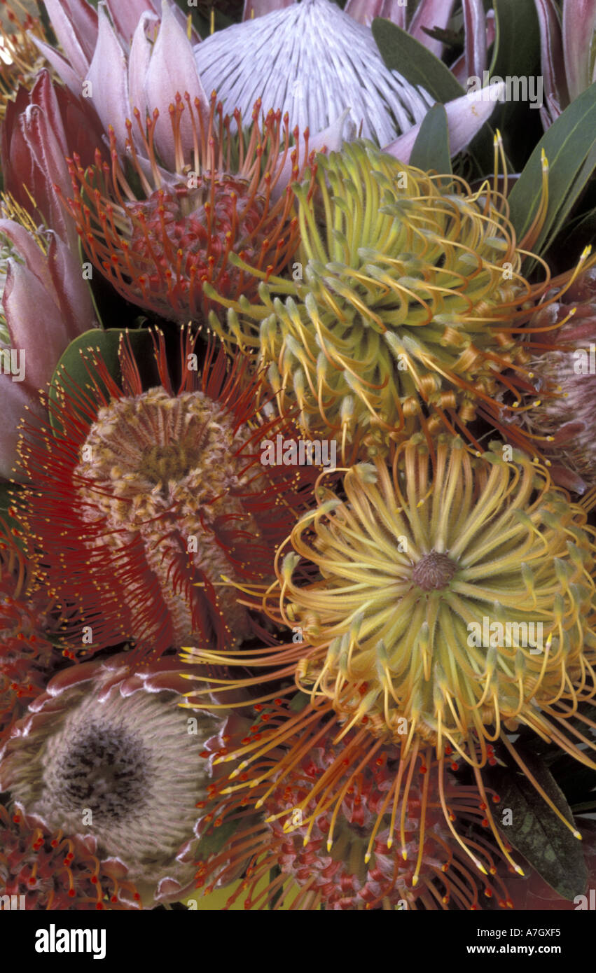 USA, Hawaii, Maui, Protea display Stock Photo - Alamy