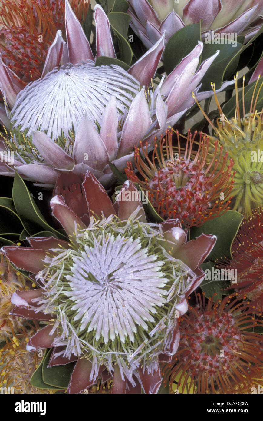 USA, Hawaii, Maui, Protea display Stock Photo - Alamy