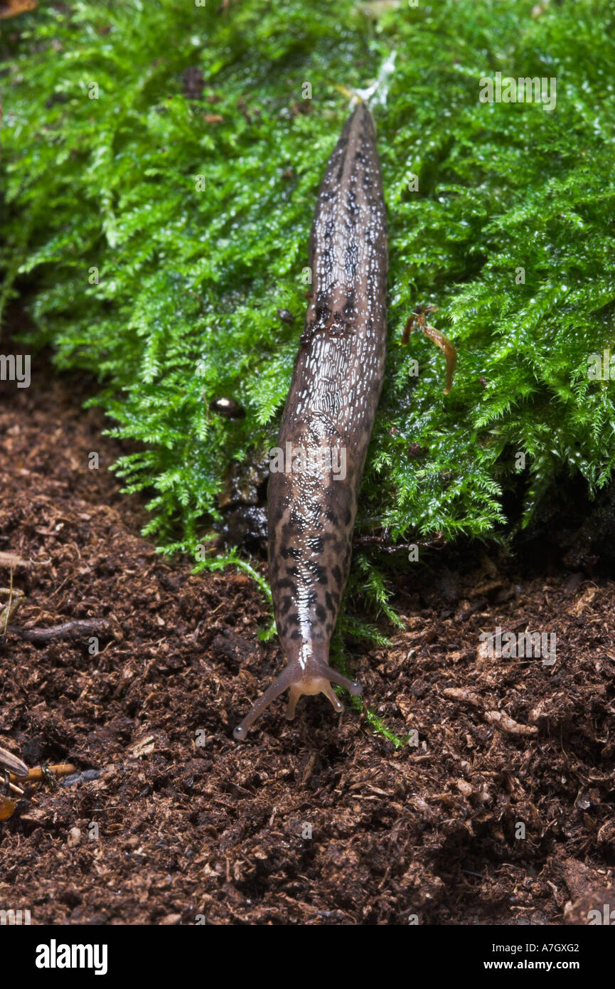 LEOPARD SLUG Limax sp Stock Photo - Alamy