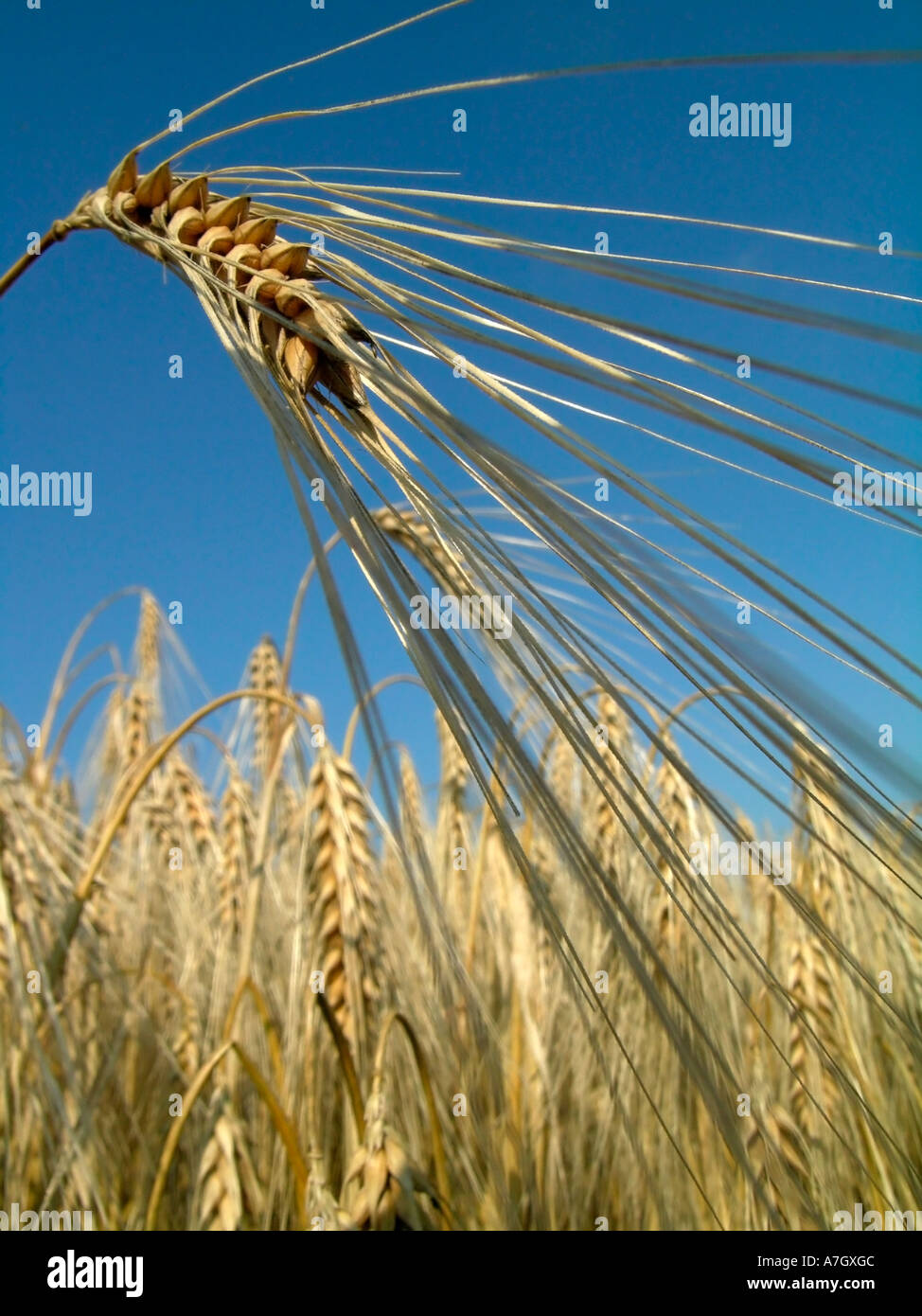 ripe barley ear of barley on a field seen with worms eye Stock Photo ...