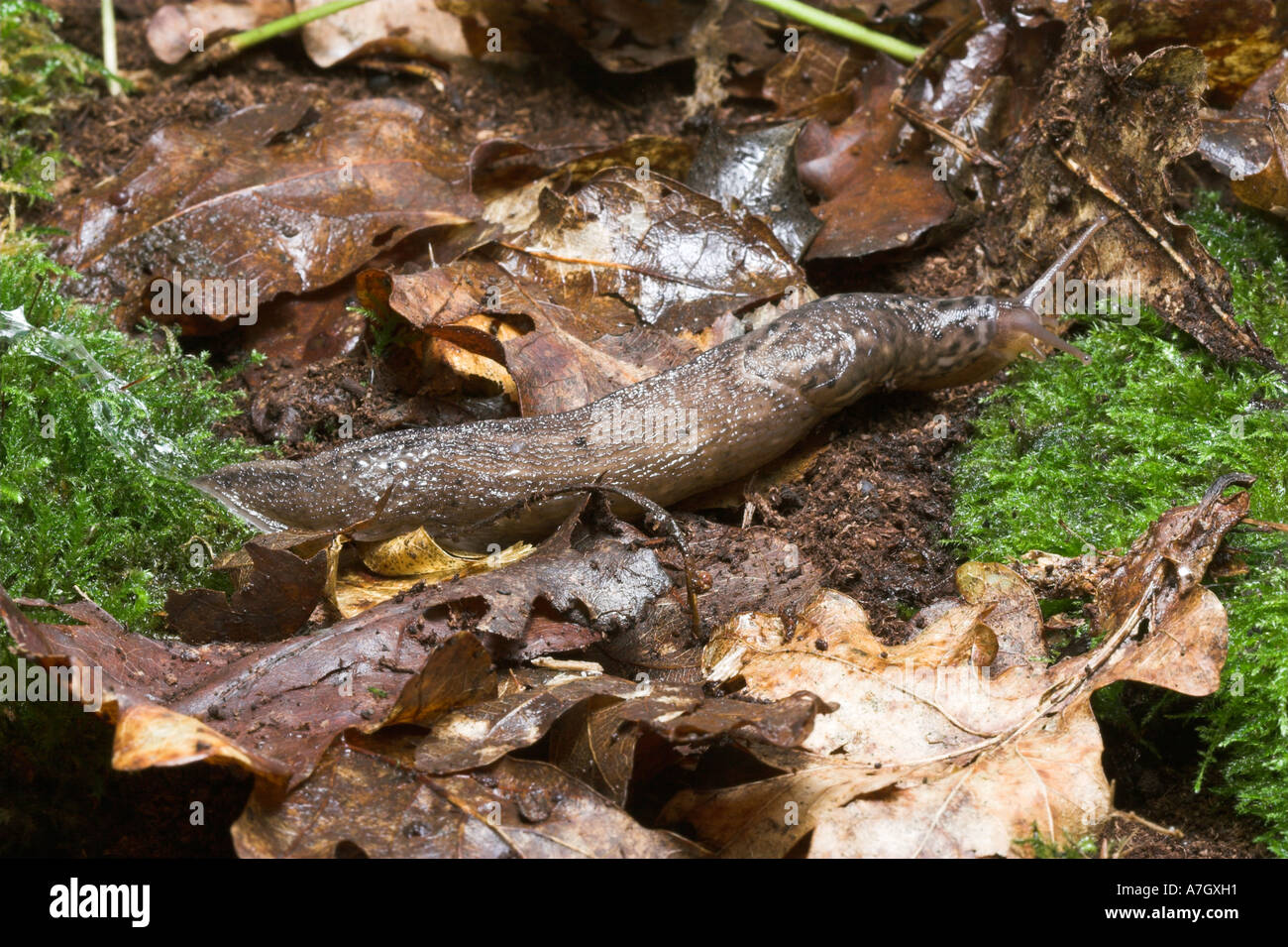 LEOPARD SLUG Limax sp in leaf litter Stock Photo - Alamy