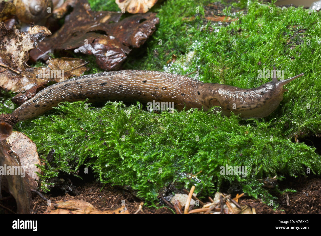 Leopard sp hi-res stock photography and images - Alamy