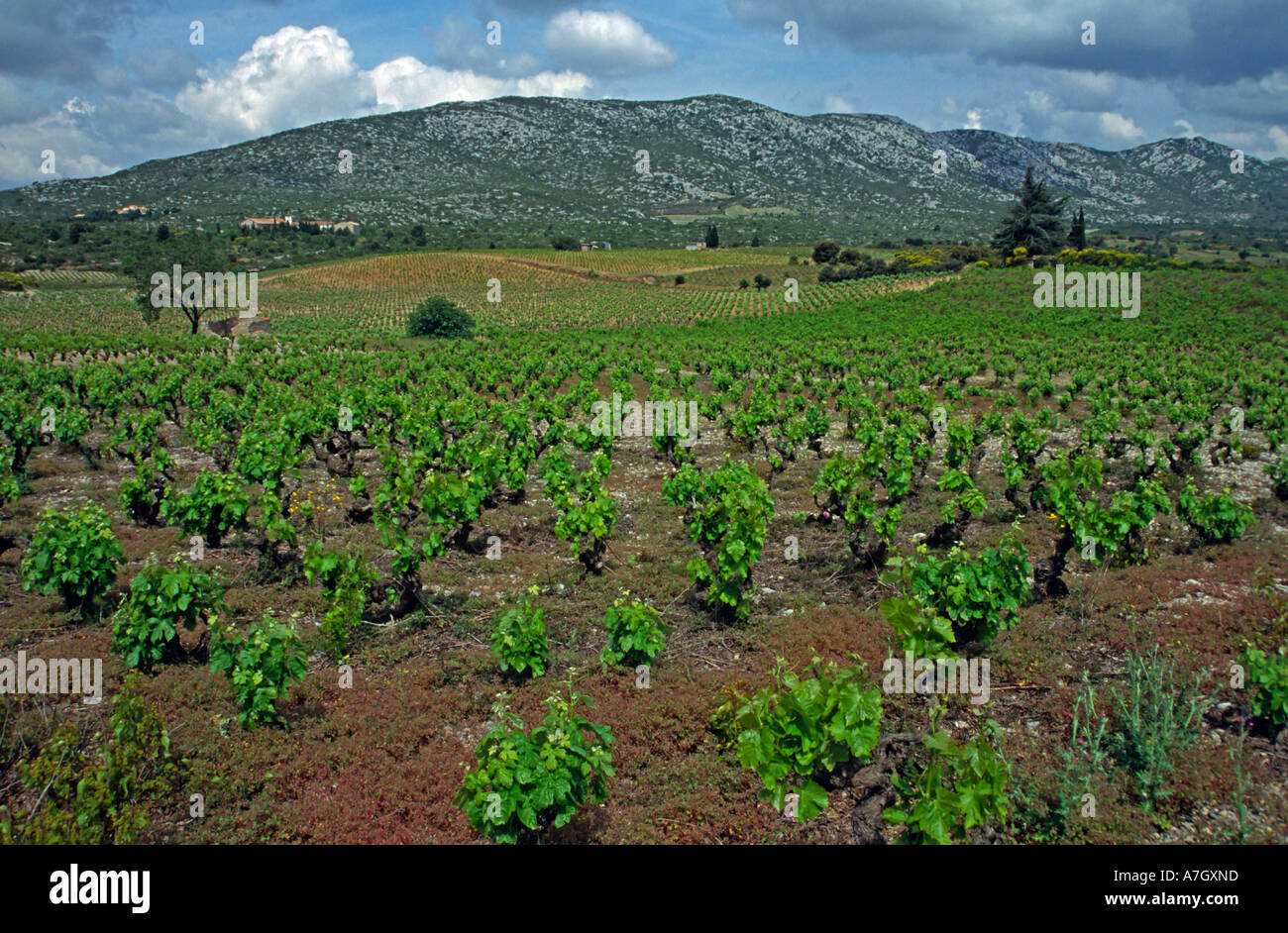 landscape with vine yards in France Languedoc Roussillon region ...