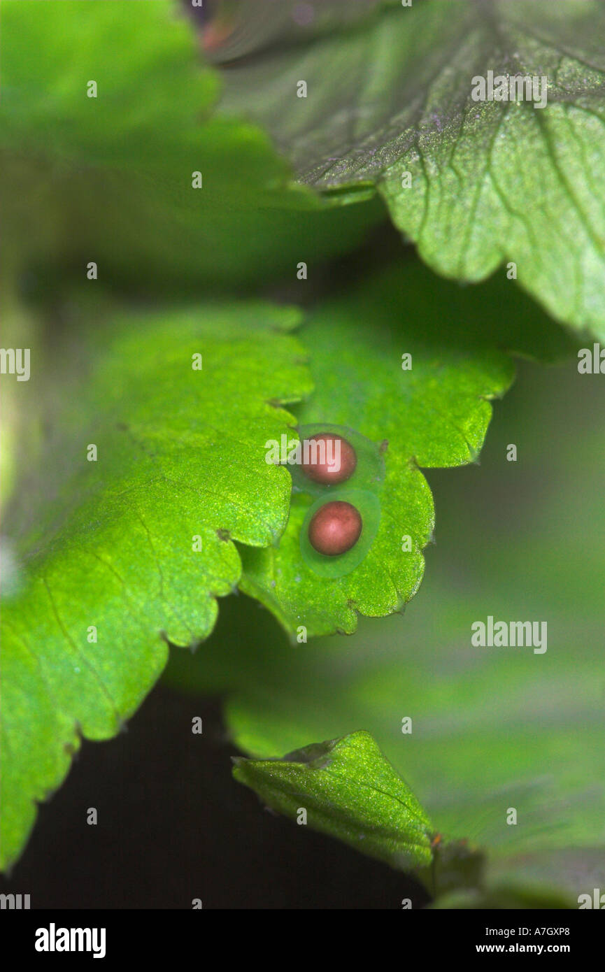 PALMATE NEWT two eggs on leaf Triturus helveticus Stock Photo - Alamy