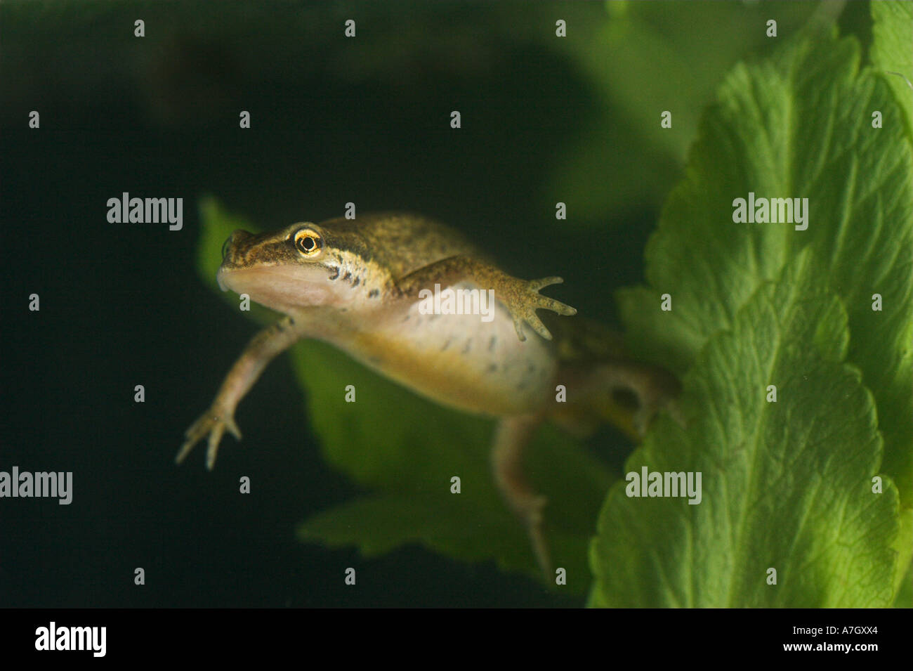 PALMATE NEWT Triturus helveticus Stock Photo - Alamy