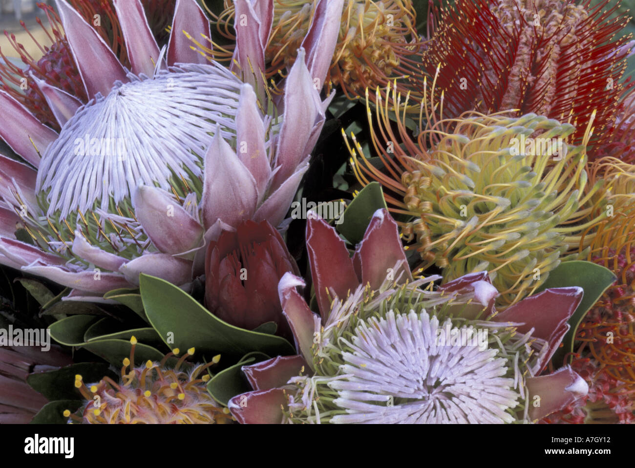USA, Hawaii, Maui. Protea with king protea Stock Photo - Alamy