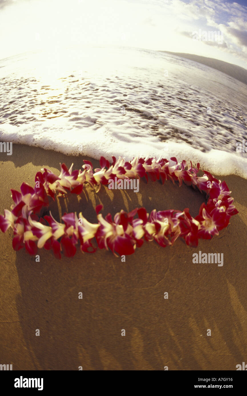 Vanda miss joaquim hi-res stock photography and images - Alamy