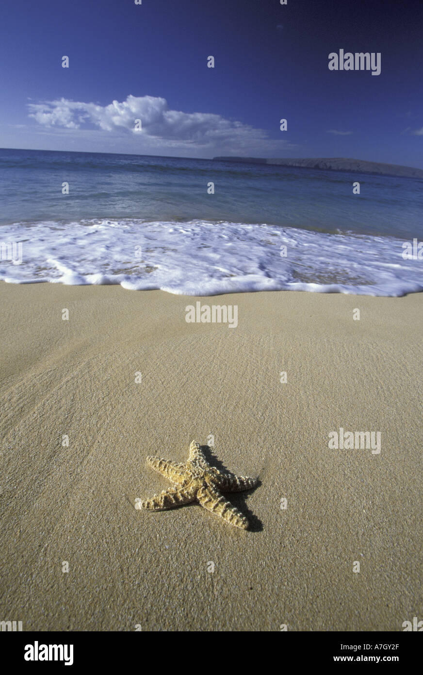 USA, Hawaii, Maui, Makena Beach, Starfish and surf Stock Photo - Alamy
