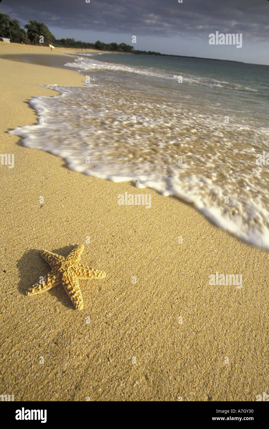 USA, Hawaii, Maui, Makena Beach, Starfish and surf Stock Photo - Alamy