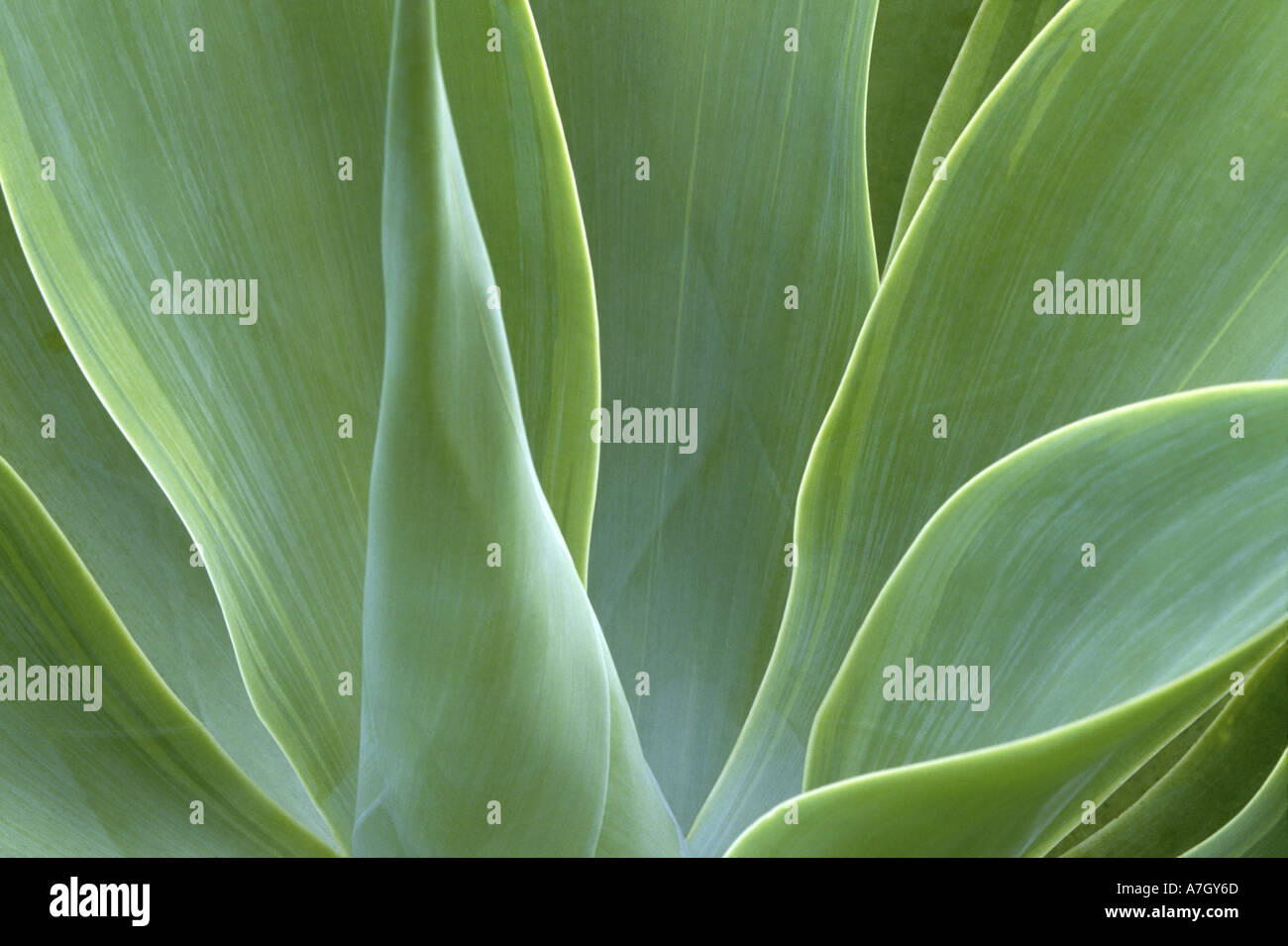 Green agave plant hawaii hi-res stock photography and images - Alamy