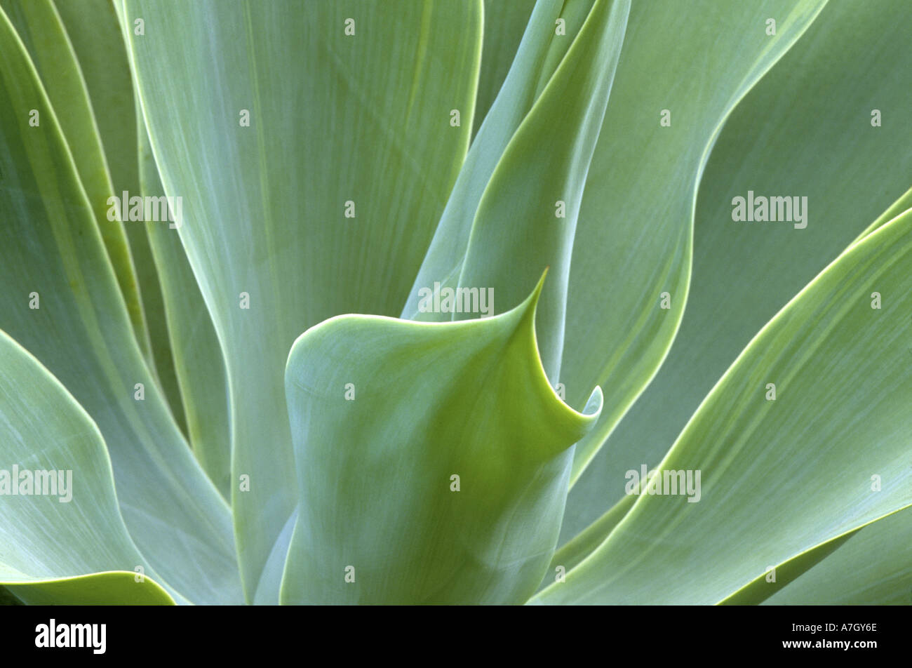 Green agave plant hawaii hi-res stock photography and images - Alamy