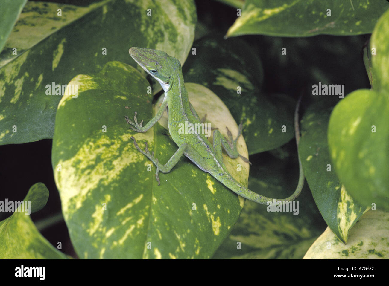 Maui lizard hi-res stock photography and images - Alamy