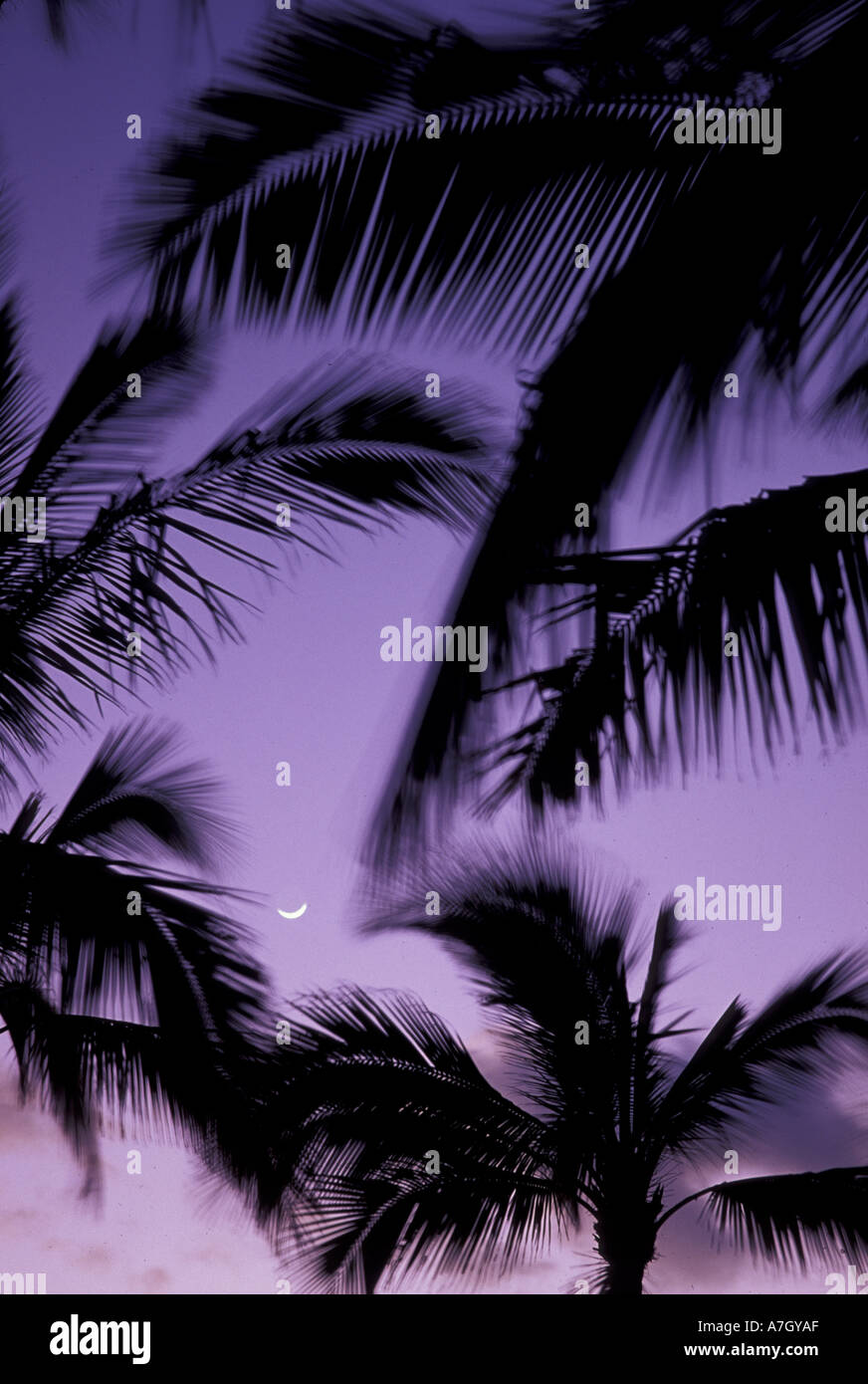 Hawaii Palm trees with moon Stock Photo - Alamy