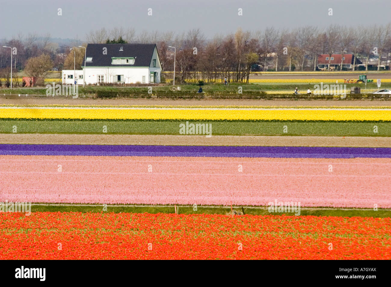 White Dutch cottage house and patterns of bright Tulip fields near ...