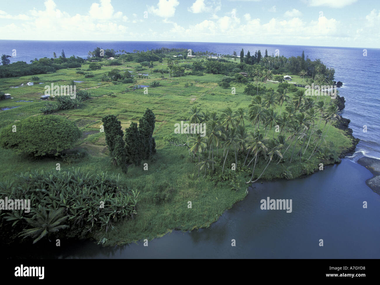 N.A., USA, Hawaii, Maui, Keanae Peninsula, Taro field and palm trees ...