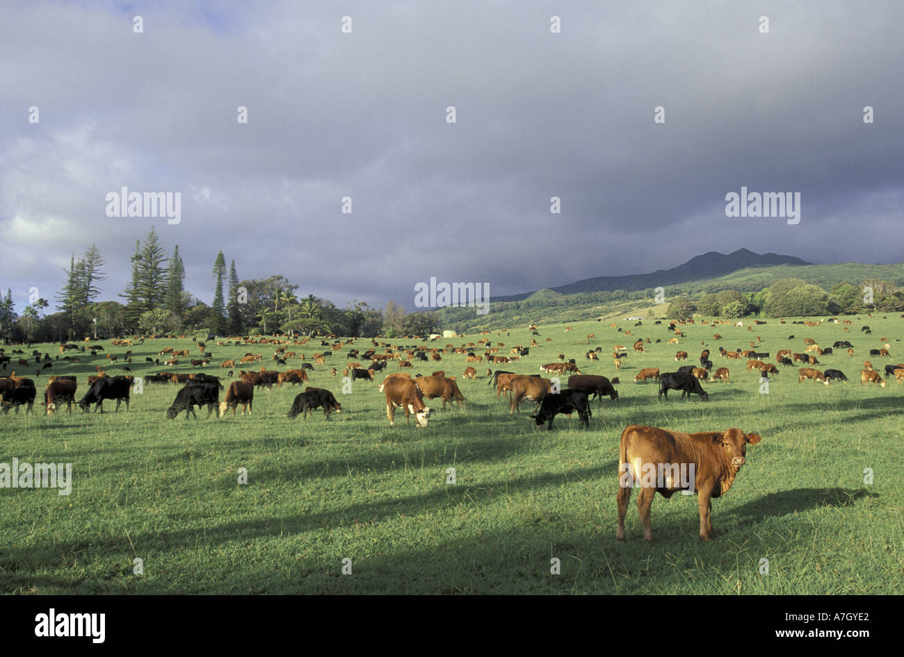 Cow in hawaii hi-res stock photography and images - Alamy