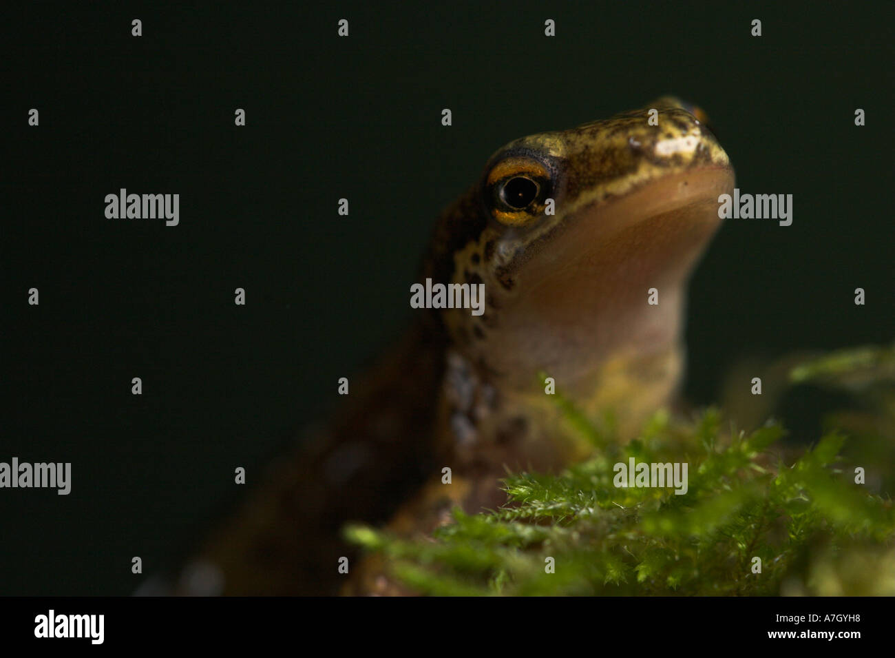 PALMATE NEWT Triturus helveticus Stock Photo - Alamy