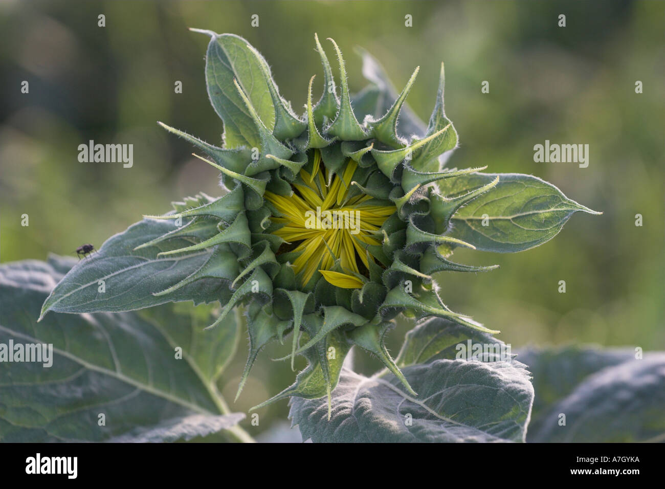 Opening Garden England English High Resolution Stock Photography and ...