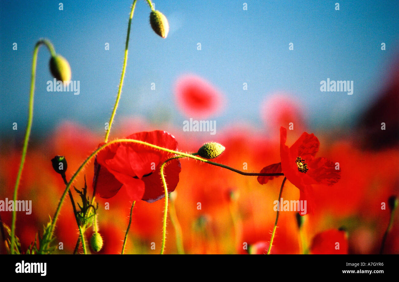 Poppy flower [Papaver rhoeas], long stem of invasive red weed creeping ...