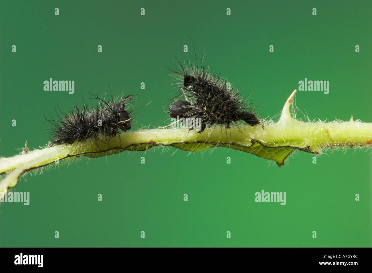 EMPEROR MOTH Saturna pavonia caterpillar or larva shed skins Stock ...