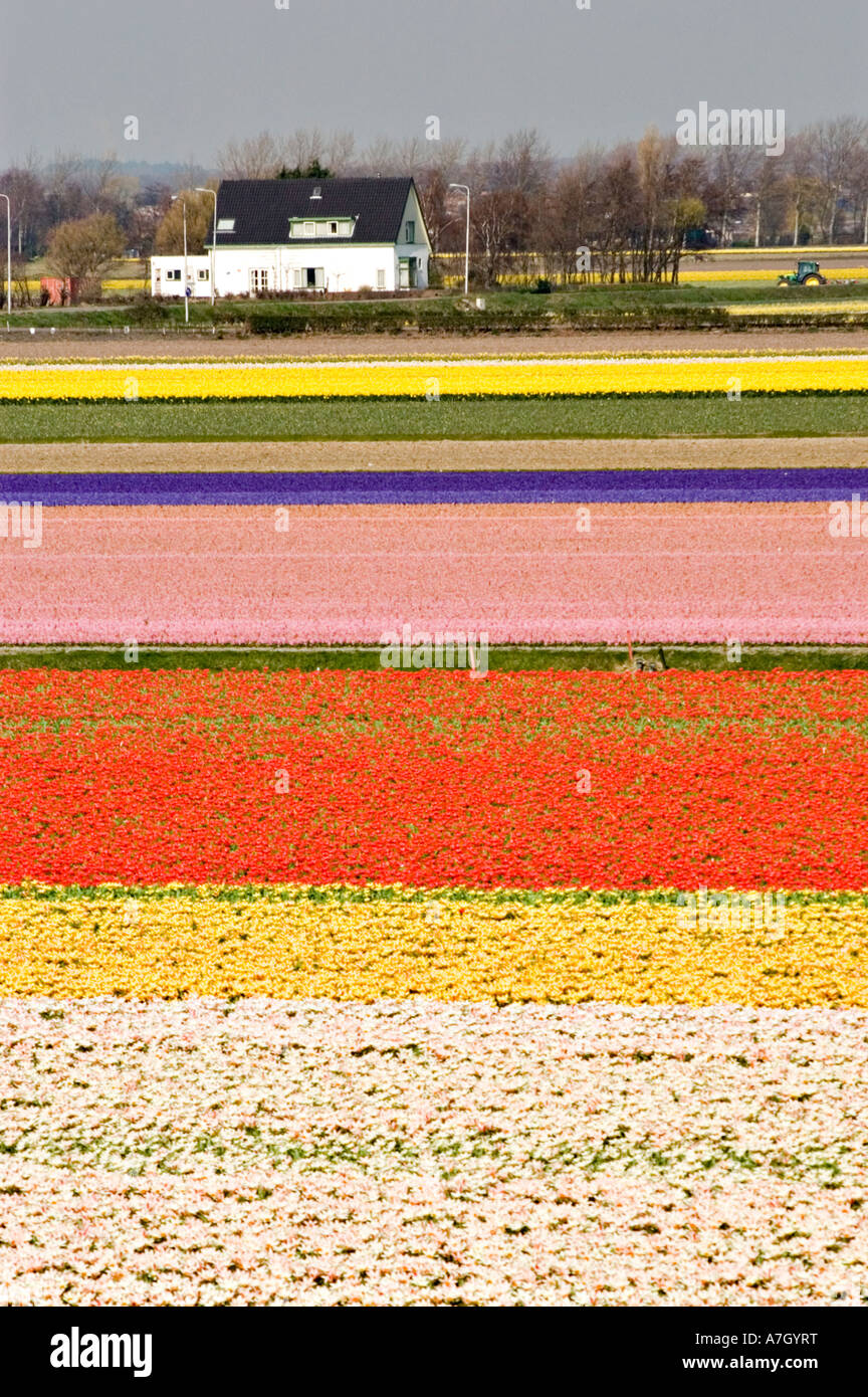 White Dutch cottage house and patterns of bright Tulip fields near ...