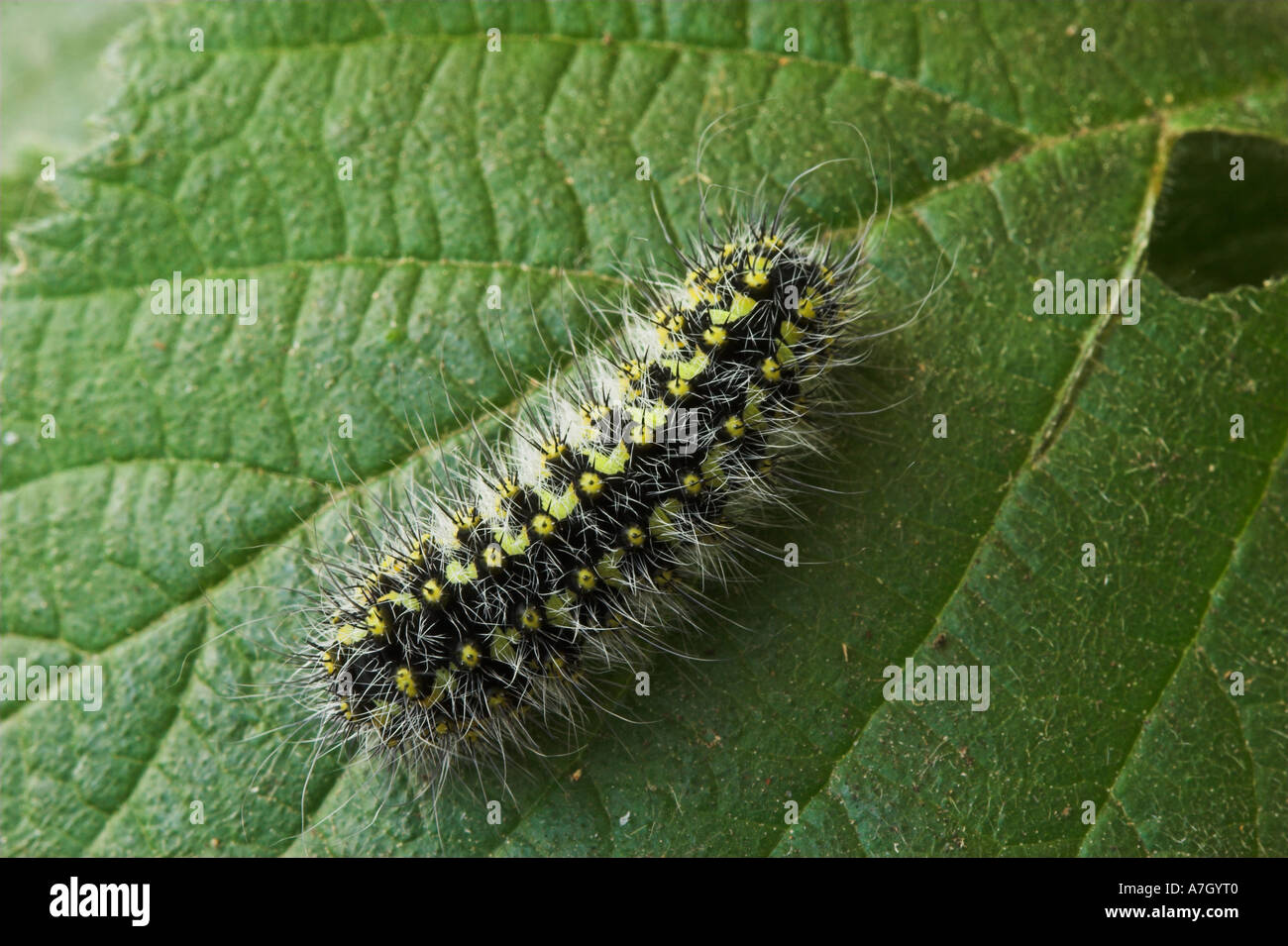 EMPEROR MOTH caterpillar or larva early instar Saturna pavonia Stock ...