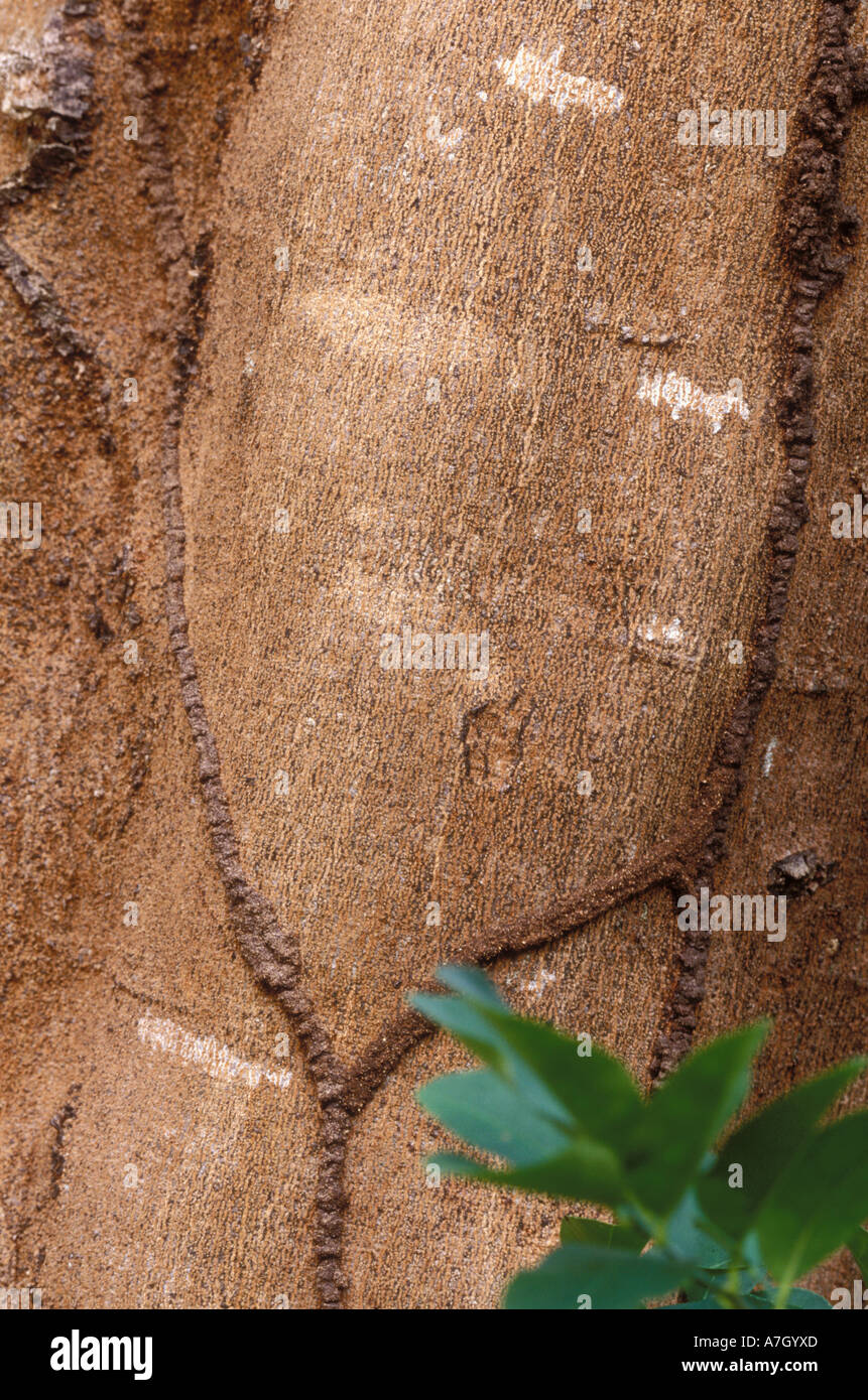 Subterranean termite tubes hi-res stock photography and images - Alamy