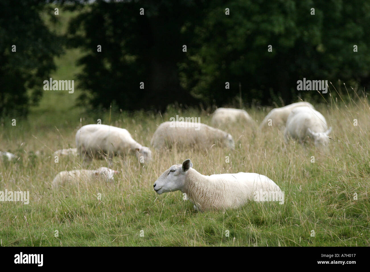 Freshly Sheared Sheep High Resolution Stock Photography and Images - Alamy