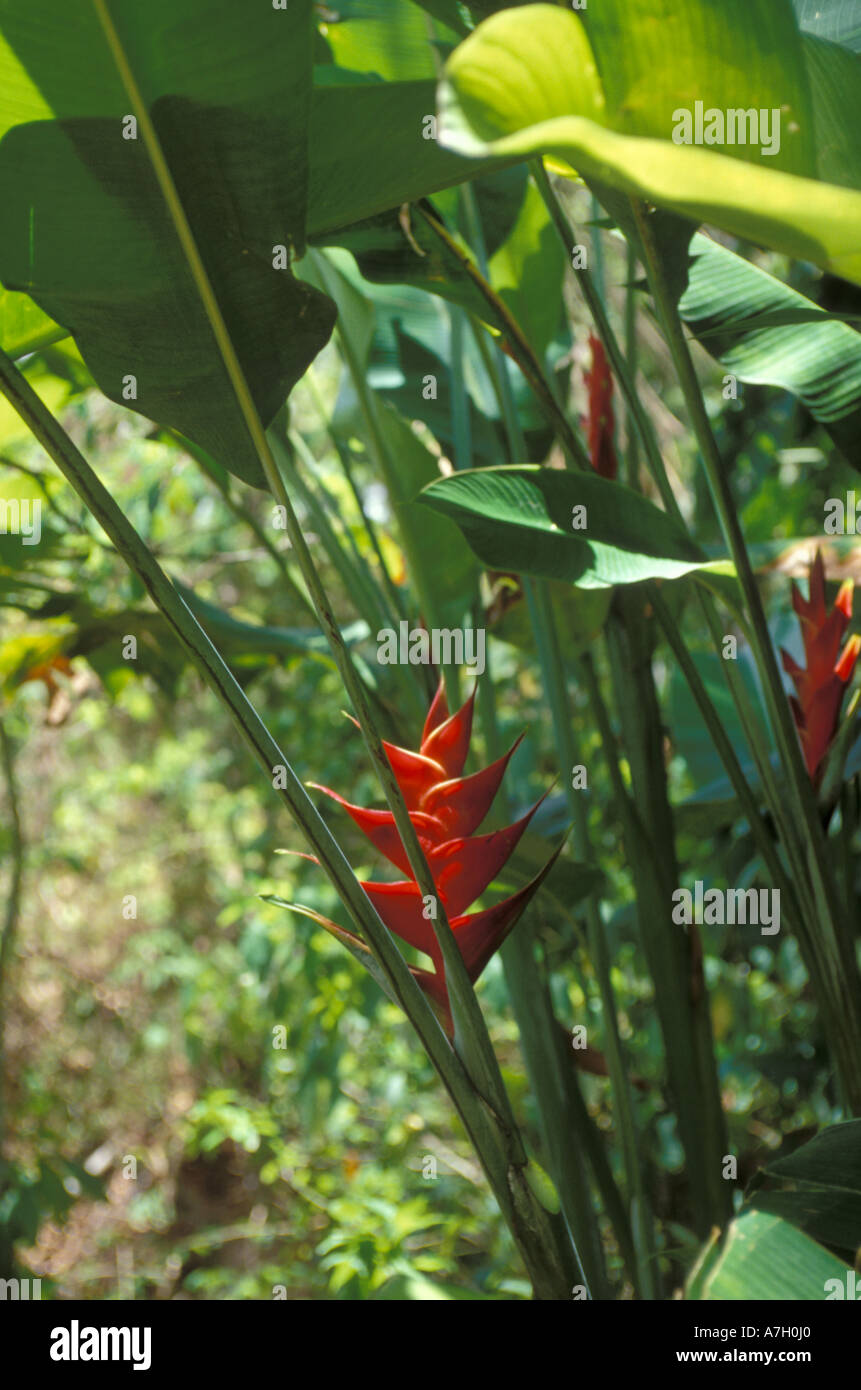 Heliconia caribaea, St. Lucia Stock Photo - Alamy