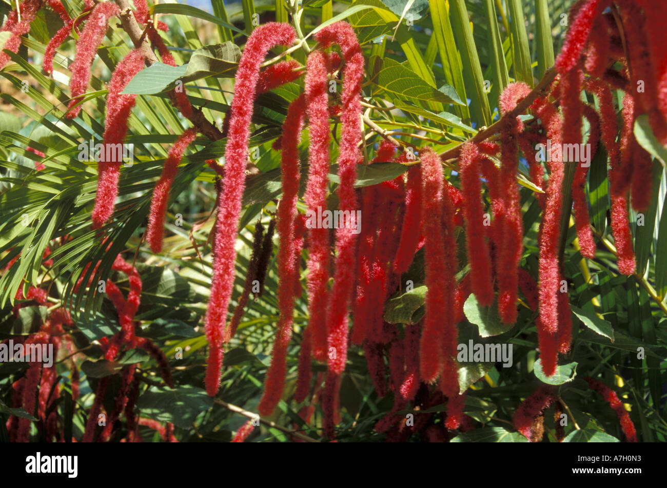 Chenille Plant, Acalypha hispida, St. Lucia Stock Photo - Alamy