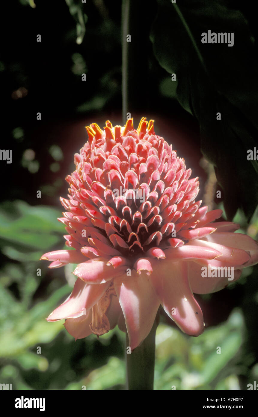 Ginger lily st lucia hi-res stock photography and images - Alamy