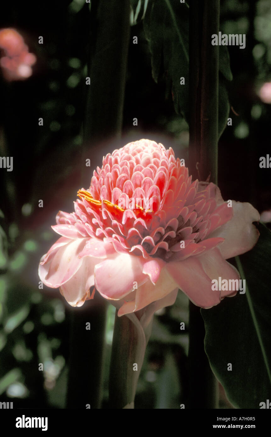 Torch Lily, St. Lucia Stock Photo - Alamy