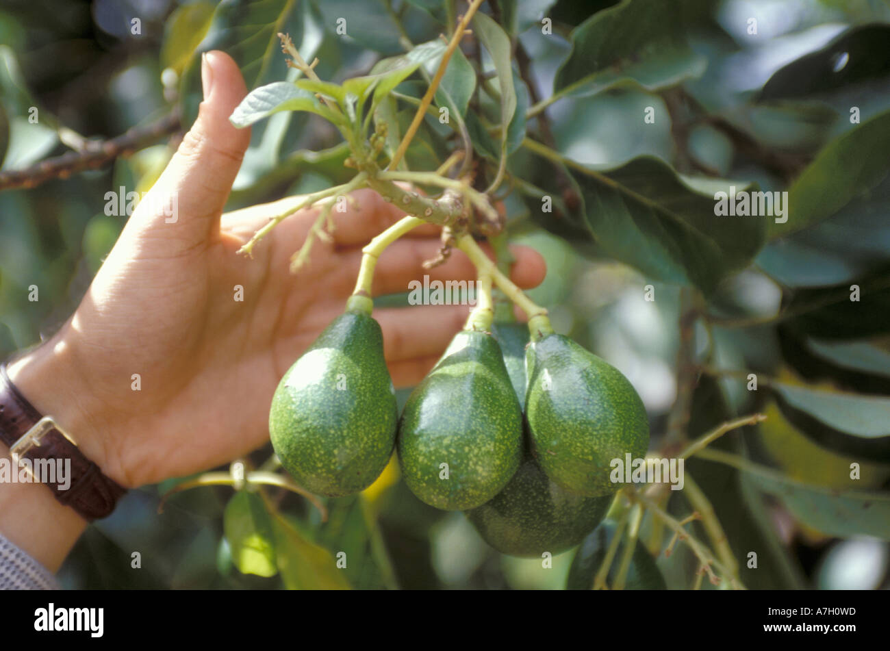 Avacado Pear, St. Lucia Stock Photo - Alamy