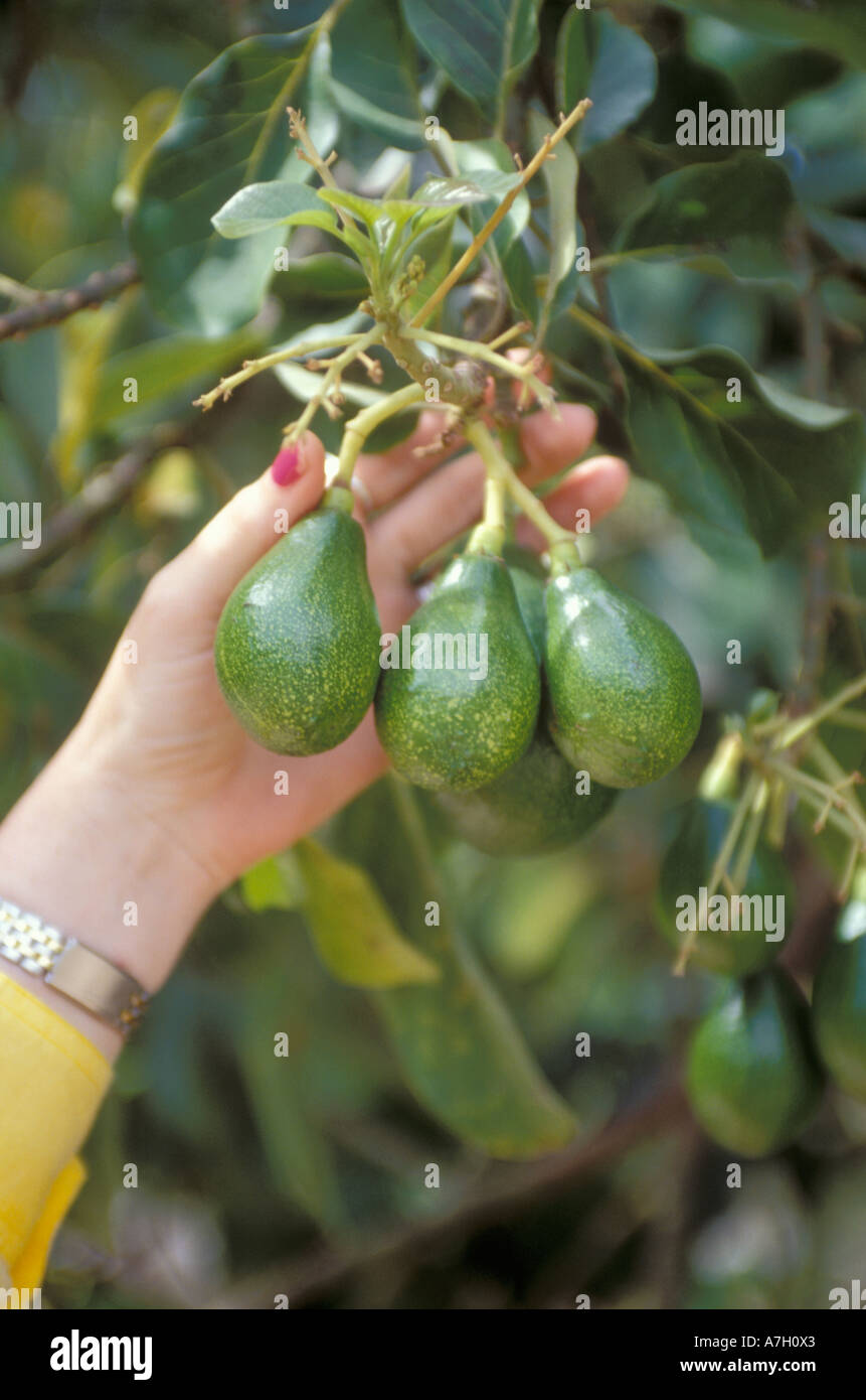 Avacado Pear, St. Lucia Stock Photo - Alamy