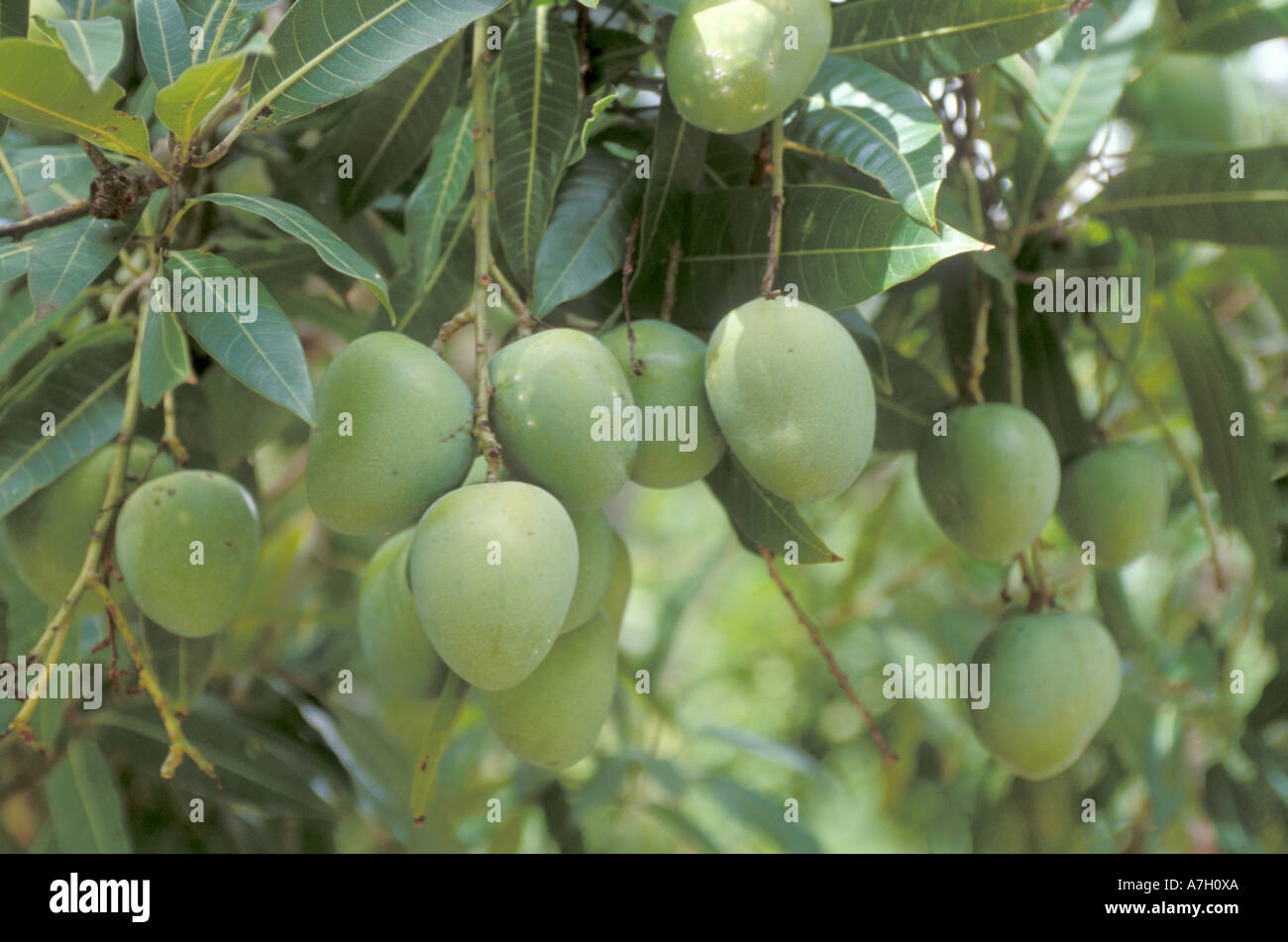 Mango St Lucia Stock Photo - Alamy