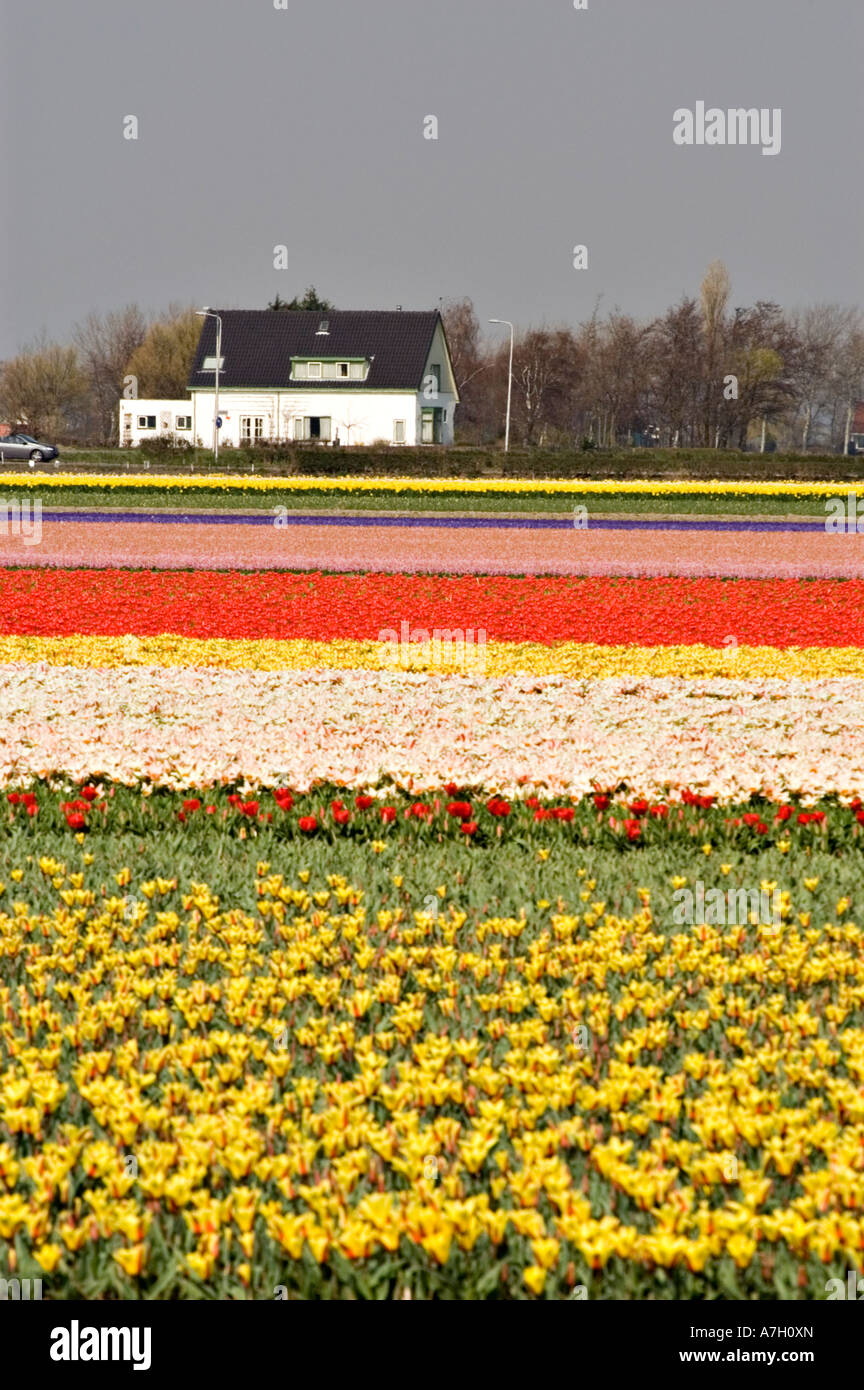 White Dutch cottage house and patterns of bright Tulip fields near ...