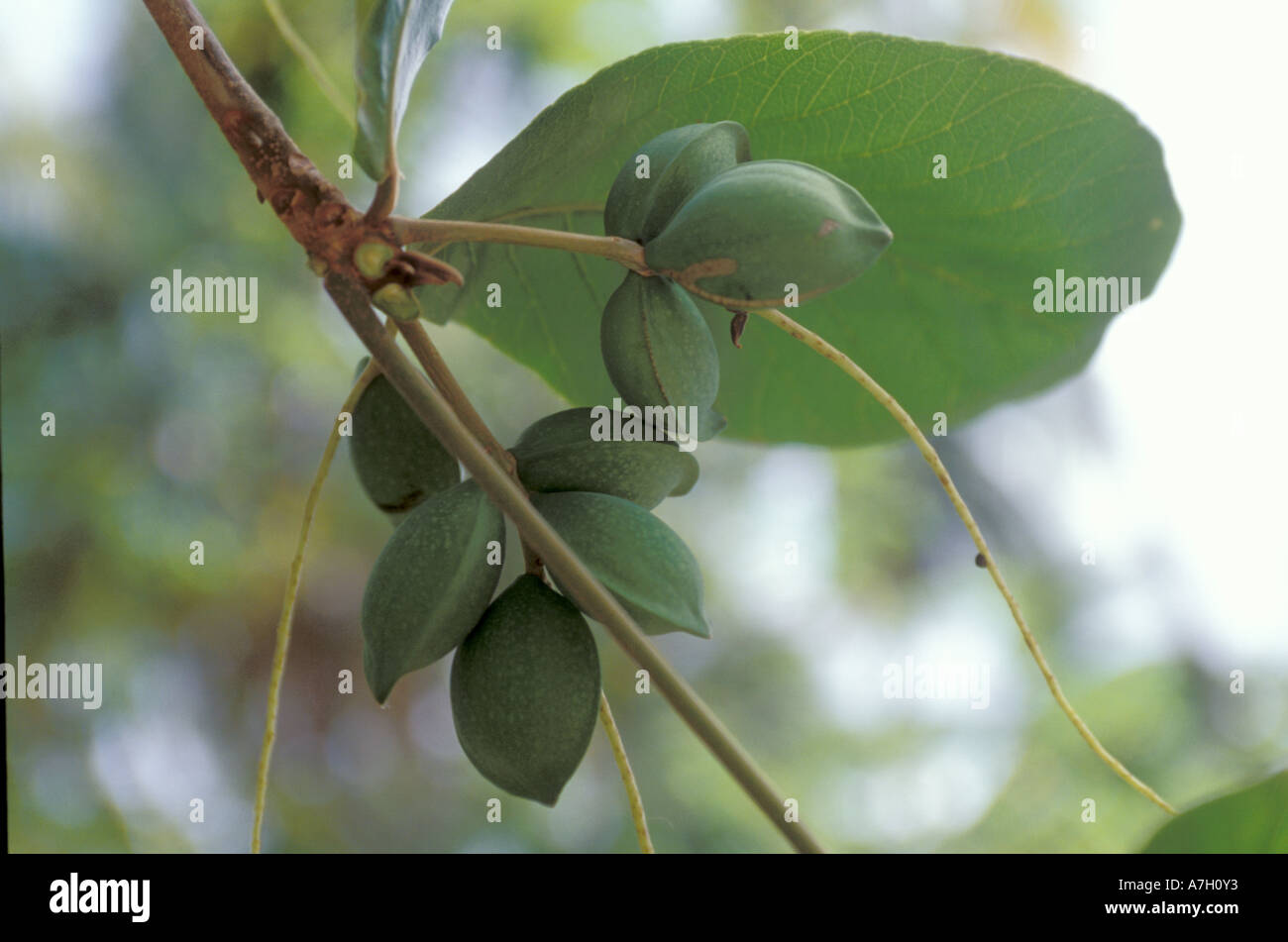 Almonds, St. Lucia Stock Photo - Alamy