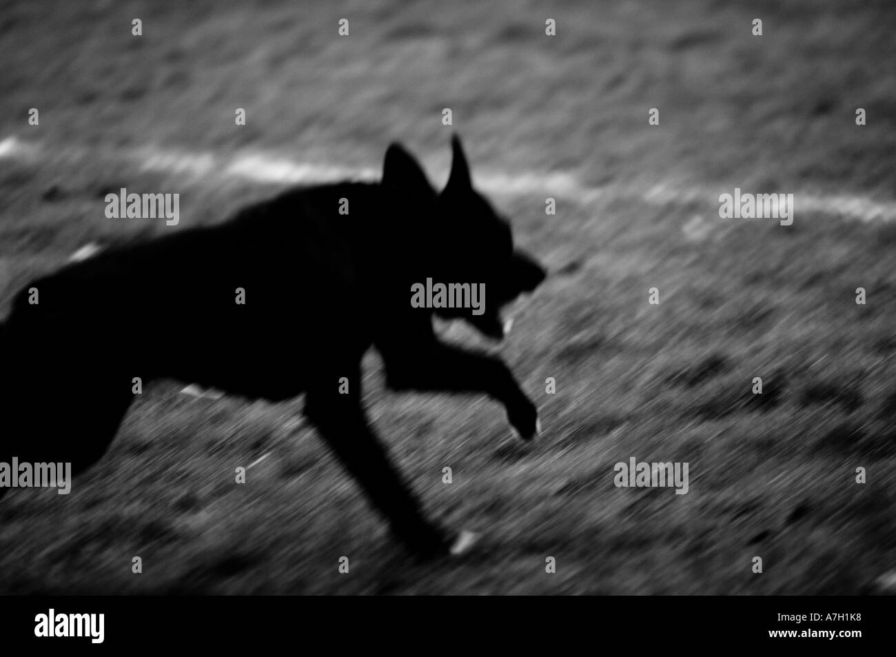 Blurred black dog running on football pitch Stock Photo - Alamy